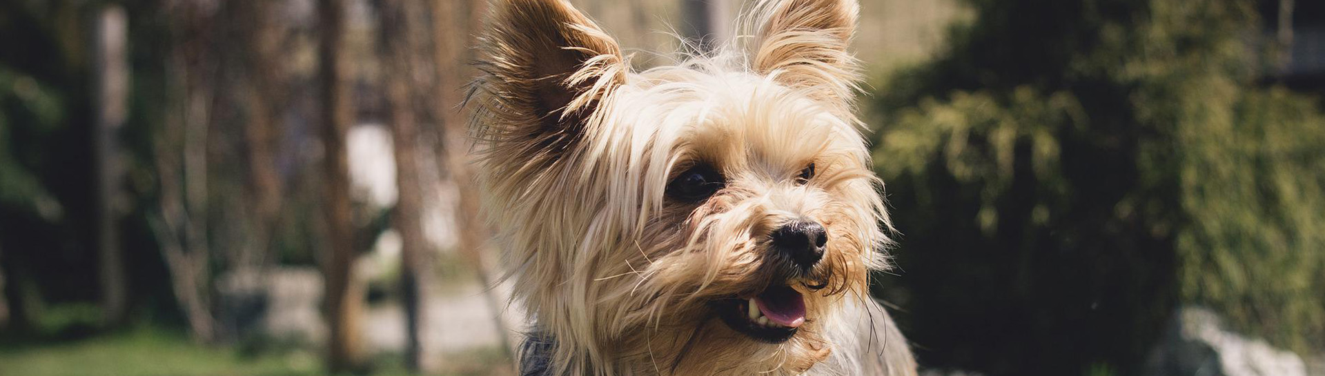 Les Villardières | Élevage de Yorkshire